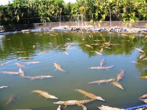 Explore Knuckey Lagoon & Crocodylus Park, NT